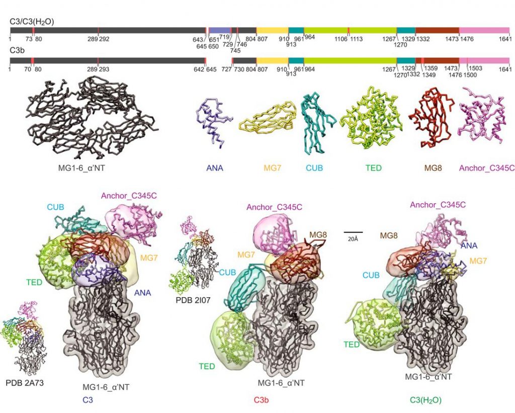 Structure of Complement C3(H2O) Revealed By Quantitative Cross-Linking ...