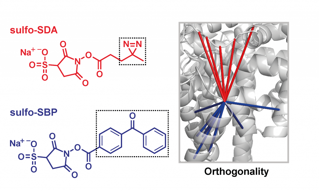 Complementary Benzophenone Cross-Linking/Mass Spectrometry ...