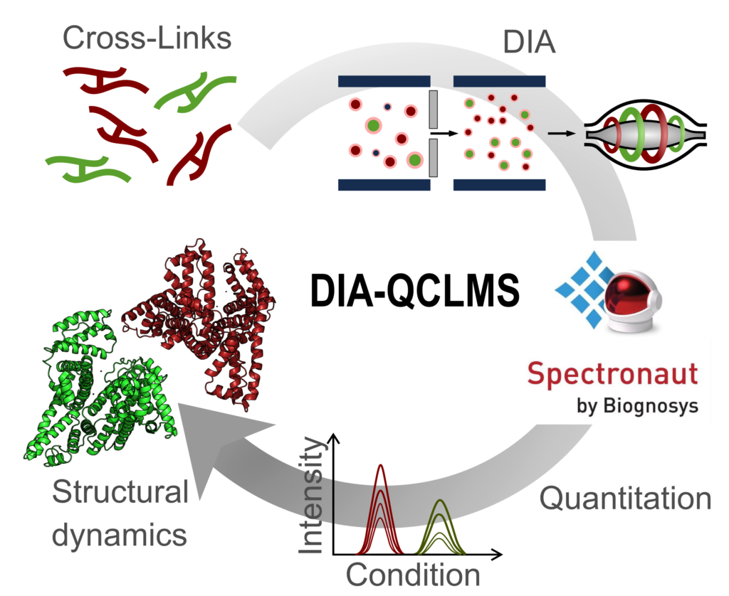 Data-independent Acquisition Improves Quantitative Cross-linking Mass ...