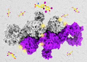 The structure of human thyroglobulin – Rappsilber Laboratory