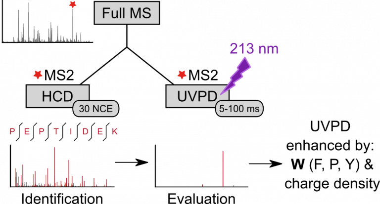 Ultraviolet Photodissociation of Tryptic Peptide Backbones at 213 nm ...