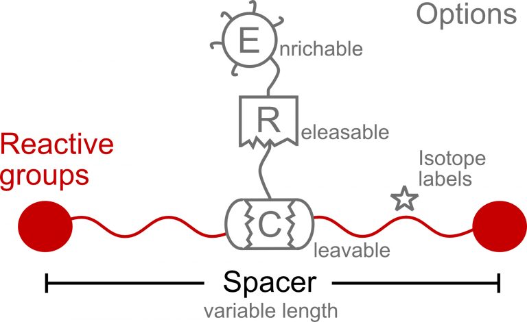 Anatomy of a crosslinker – Rappsilber Laboratory
