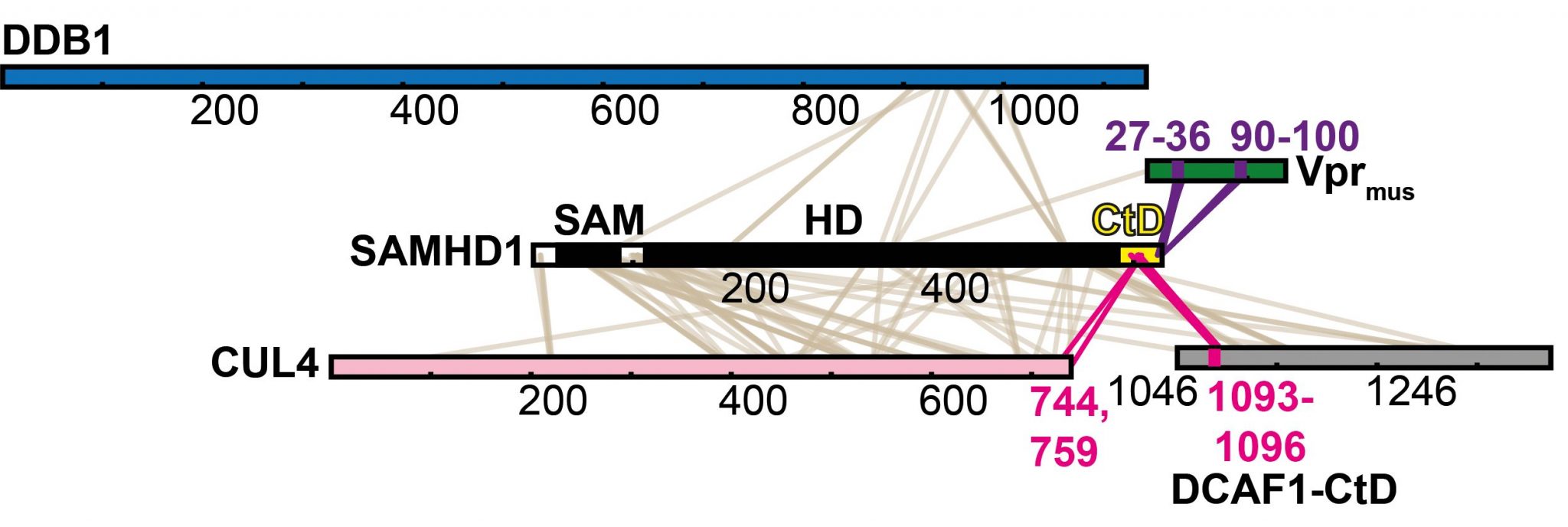 Cullin4-RING E3 ubiquitin ligase-Vpr complex crosslinking network ...